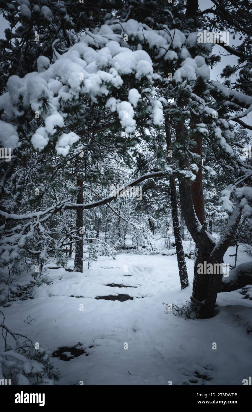arch of snow trees in the forest Stock Photo - Alamy
