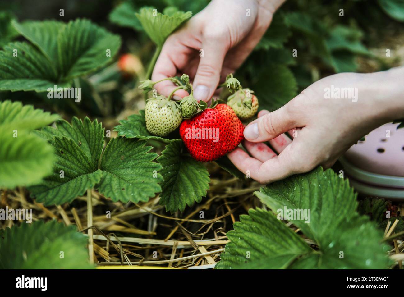 A woman's hand picks a juicy strawberry from a bush Stock Photo - Alamy