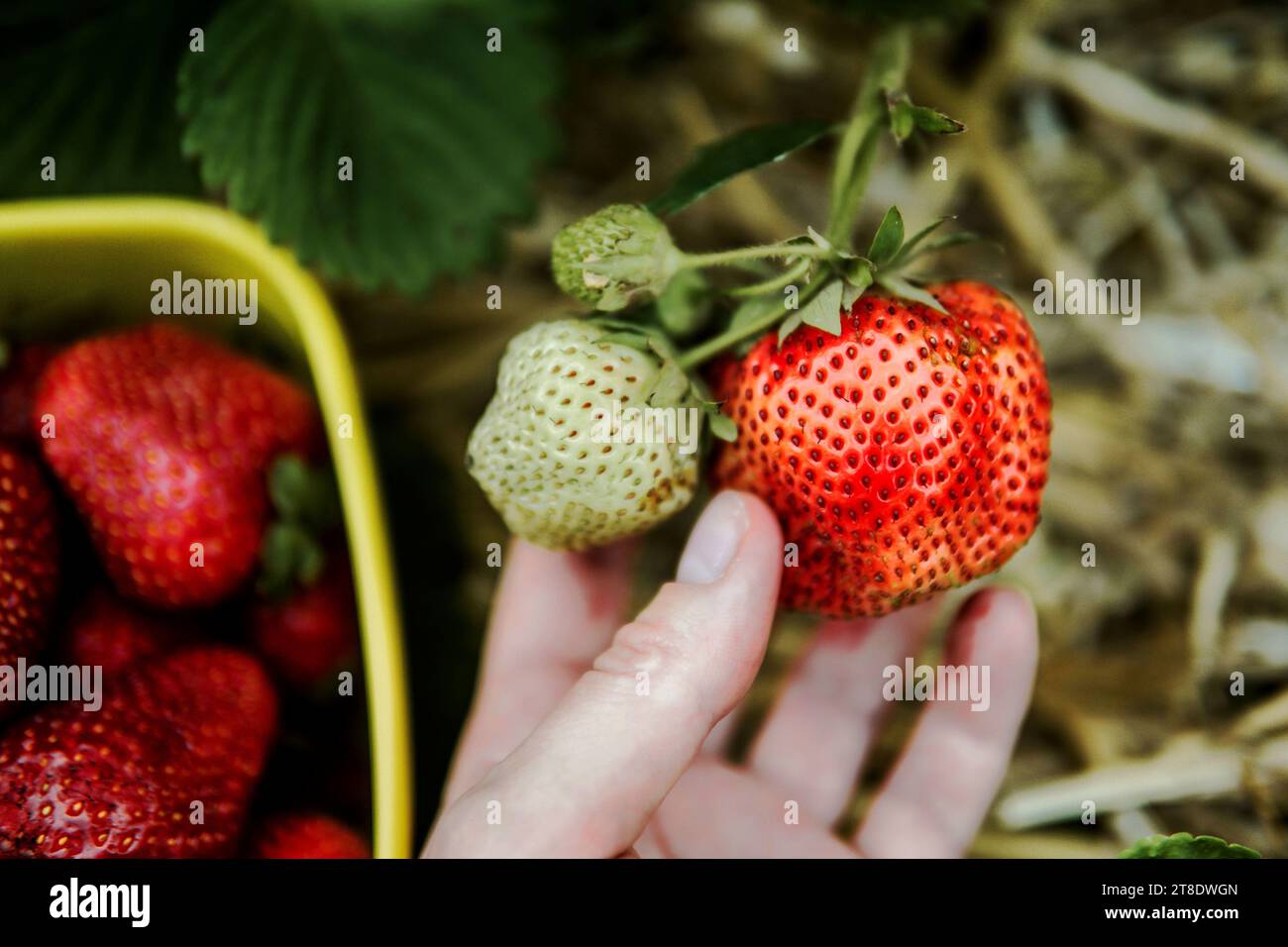 A woman's hand picks a juicy strawberry from a bush Stock Photo - Alamy