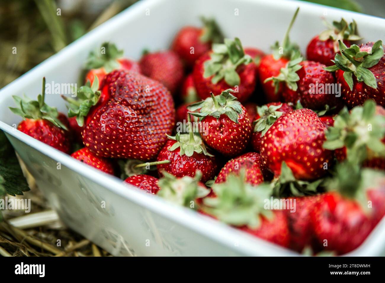 Basket full of freshly picked strawberries laying on the ground Stock ...