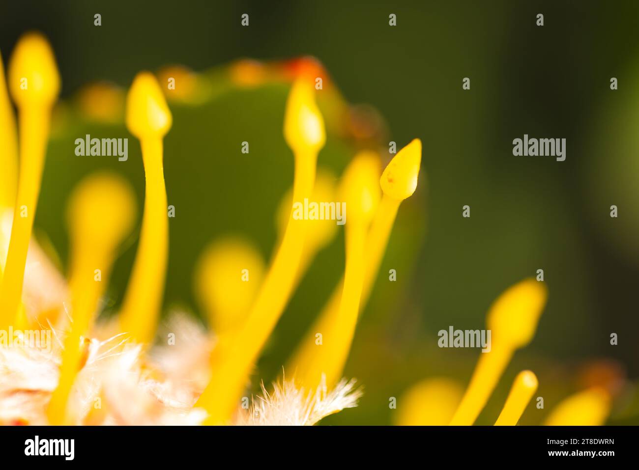 Beautiful flower hi-res stock photography and images - Alamy