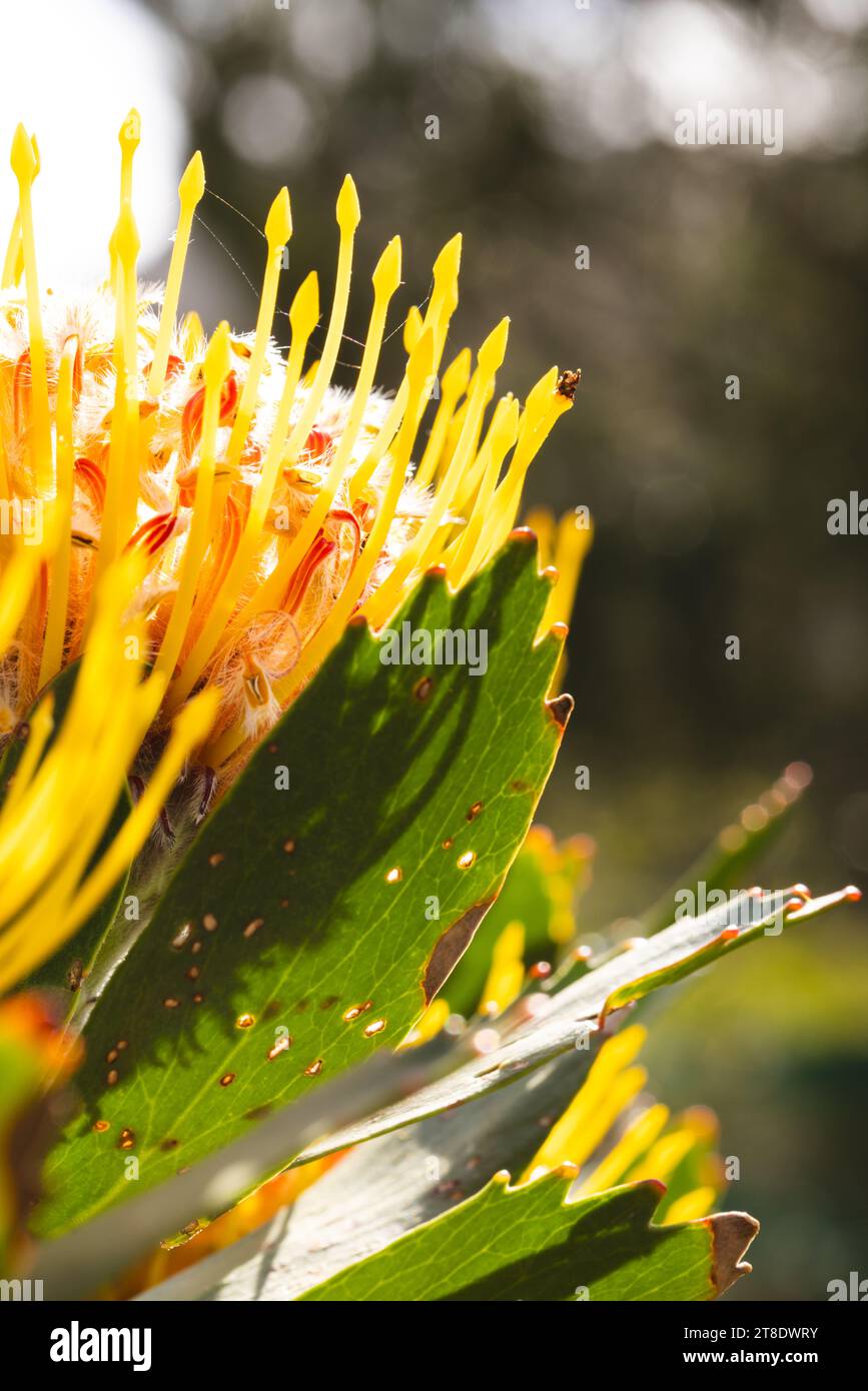 Close up of beautiful yellow flower with long stamens in sunny garden ...