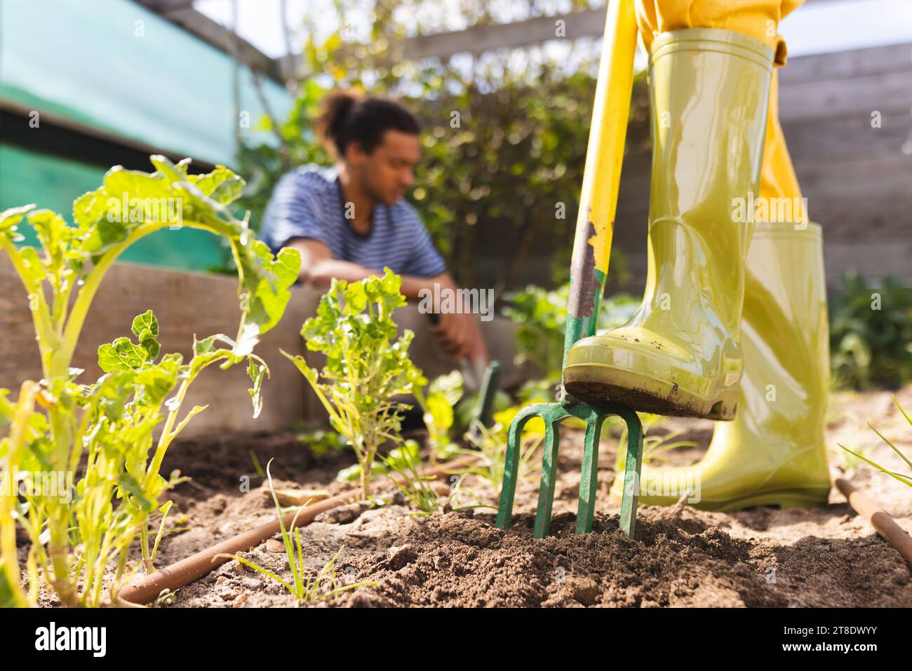 Legs of blonde caucasian woman loosening soil with fork in sunny ...