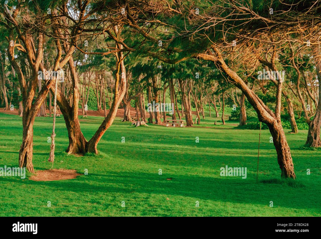 Golden light fills shoreline trees in a coastal park in Hawaii Stock ...