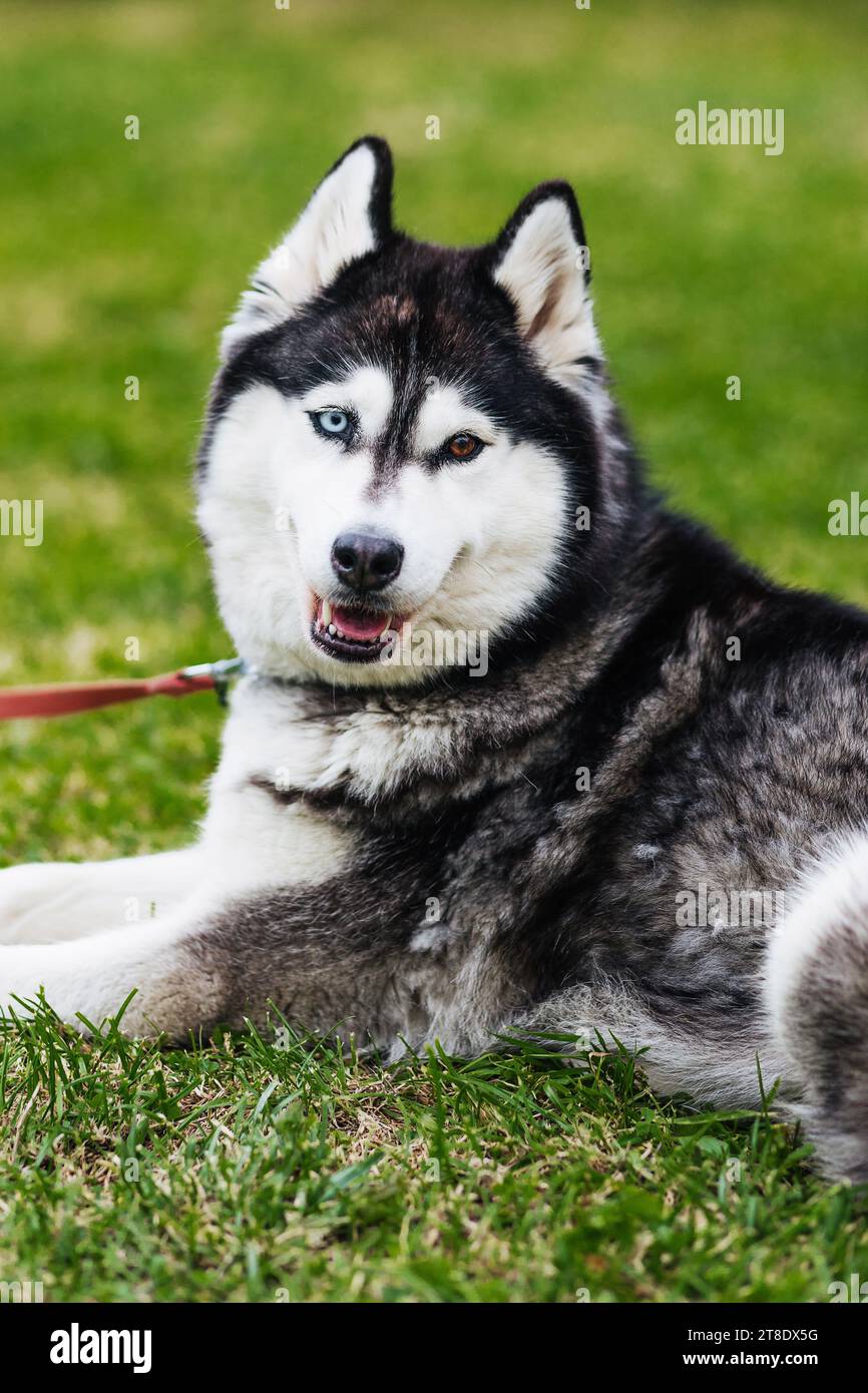 The husky dog face with differents colors of the eyes Stock Photo - Alamy