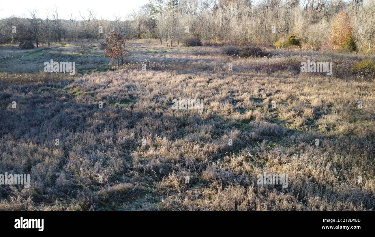 An empty, desolate landscape featuring sparse foliage and grasses Stock ...