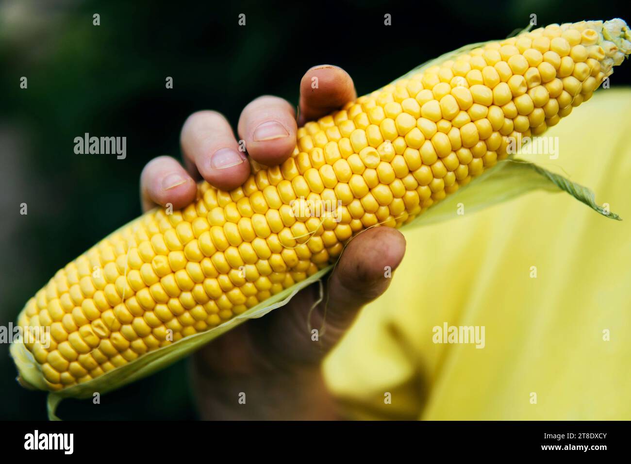 Woman with corn on the cob hi-res stock photography and images - Alamy