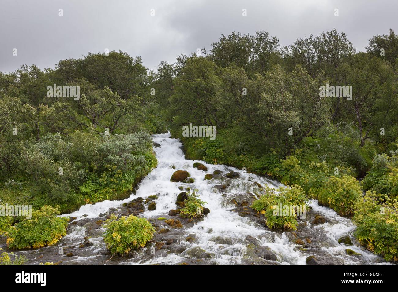 Forest waterfall falling down from the hill covered with green bushes ...