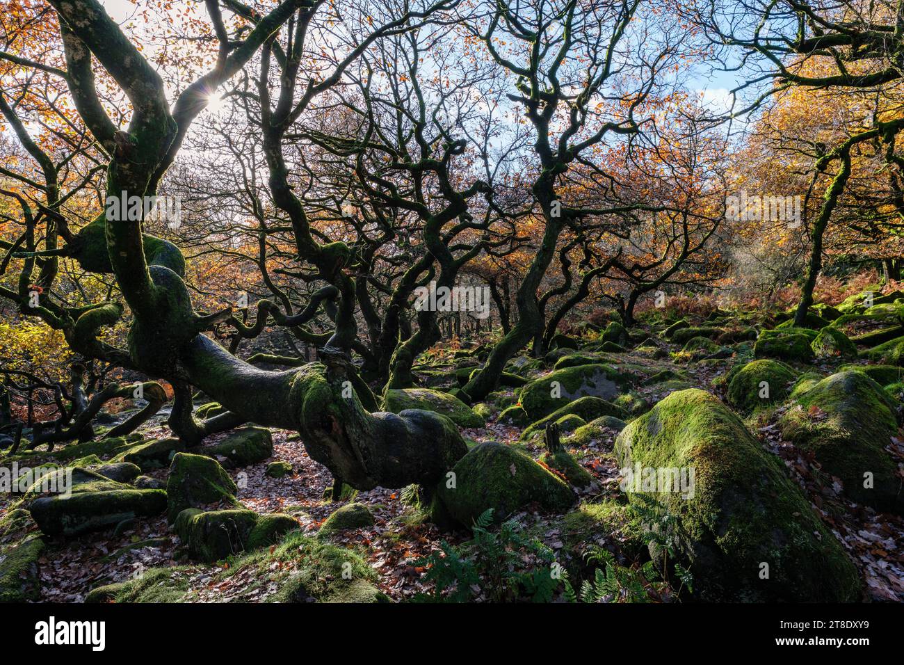 Autumn in Padley Gorge, Peak District National Park, Derbyshire Stock ...