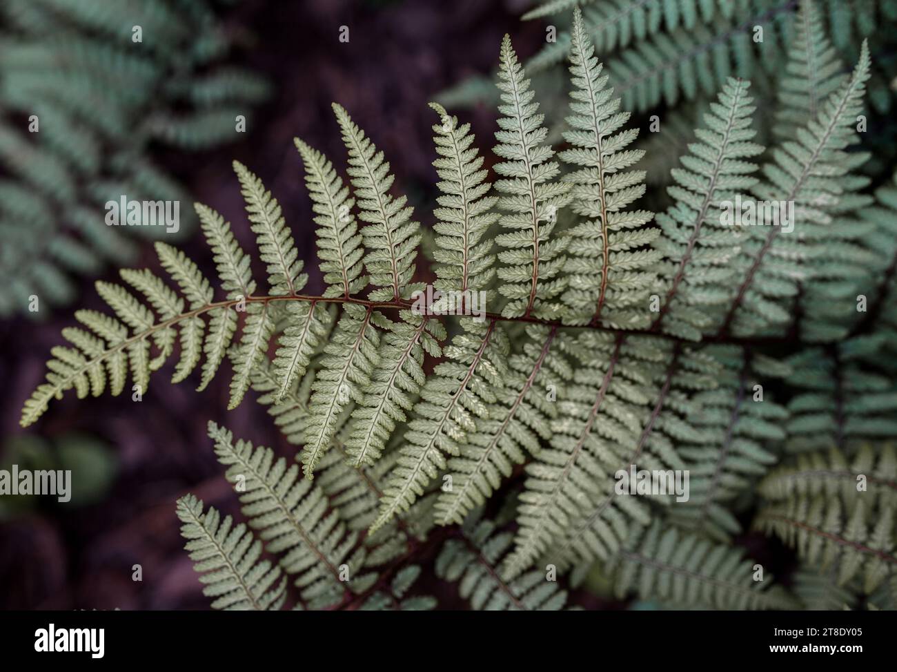 Intricate plant hi-res stock photography and images - Alamy