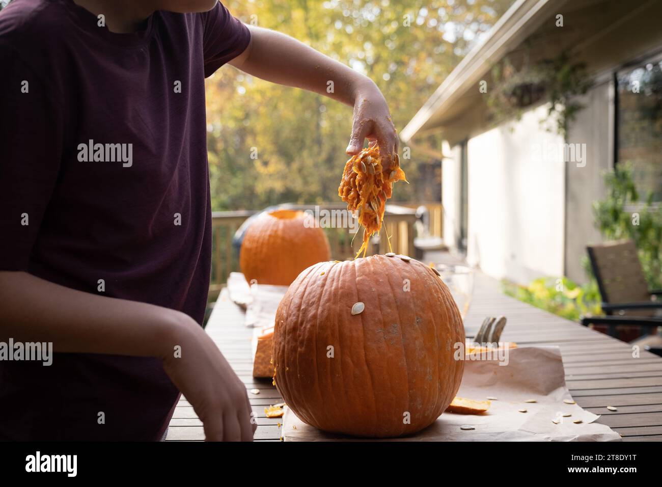 Boy removing pulp and seeds from pumpkin before carving spooky face ...
