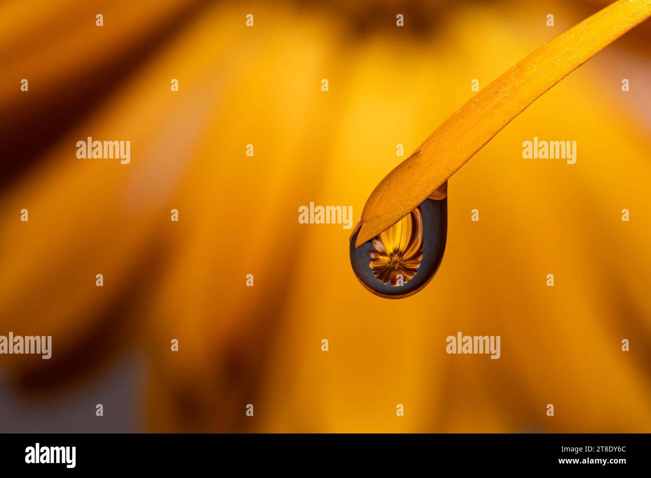 A Flower is refection in Water Drop Stock Photo - Alamy