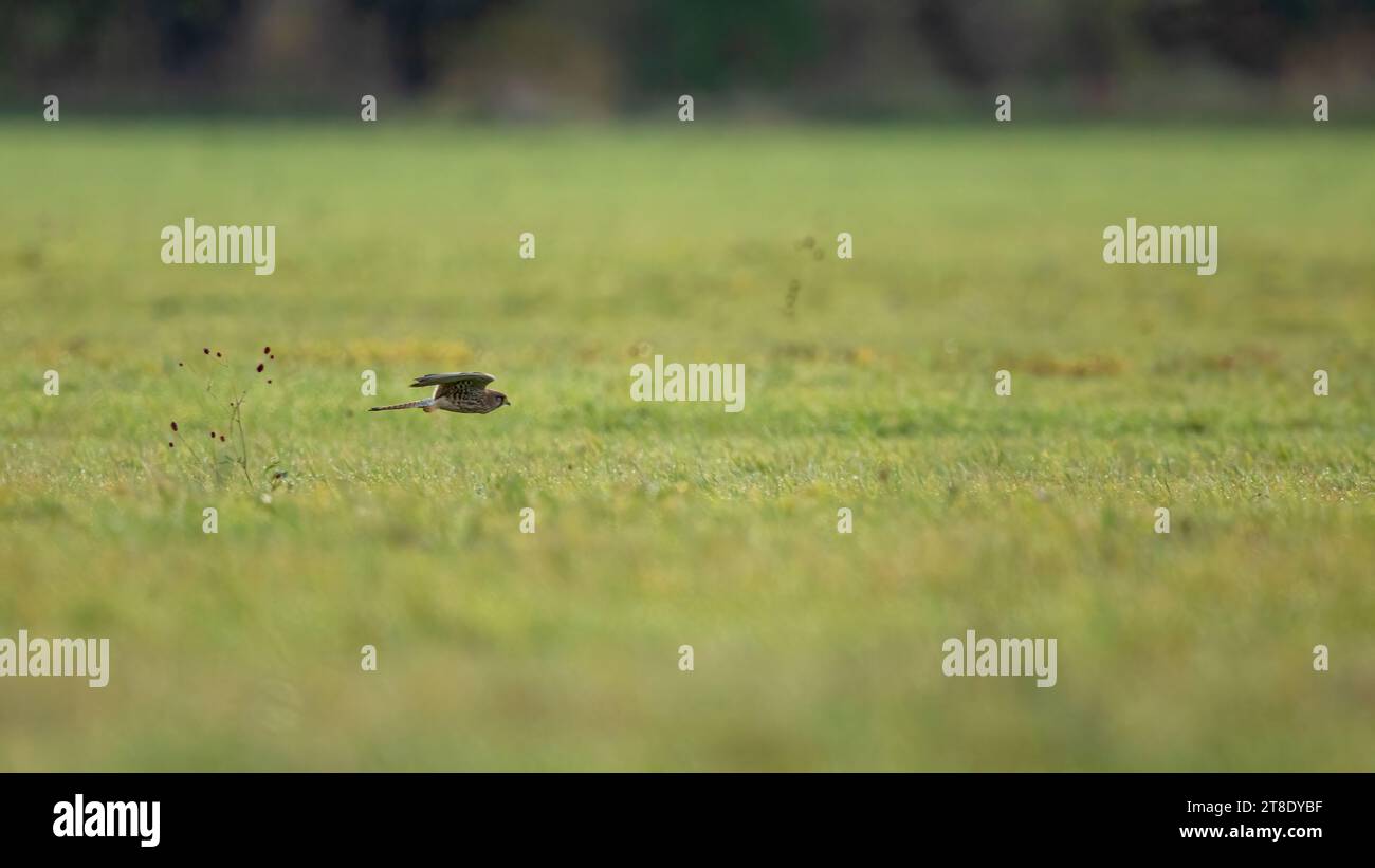 A Falcon at the flight Stock Photo - Alamy