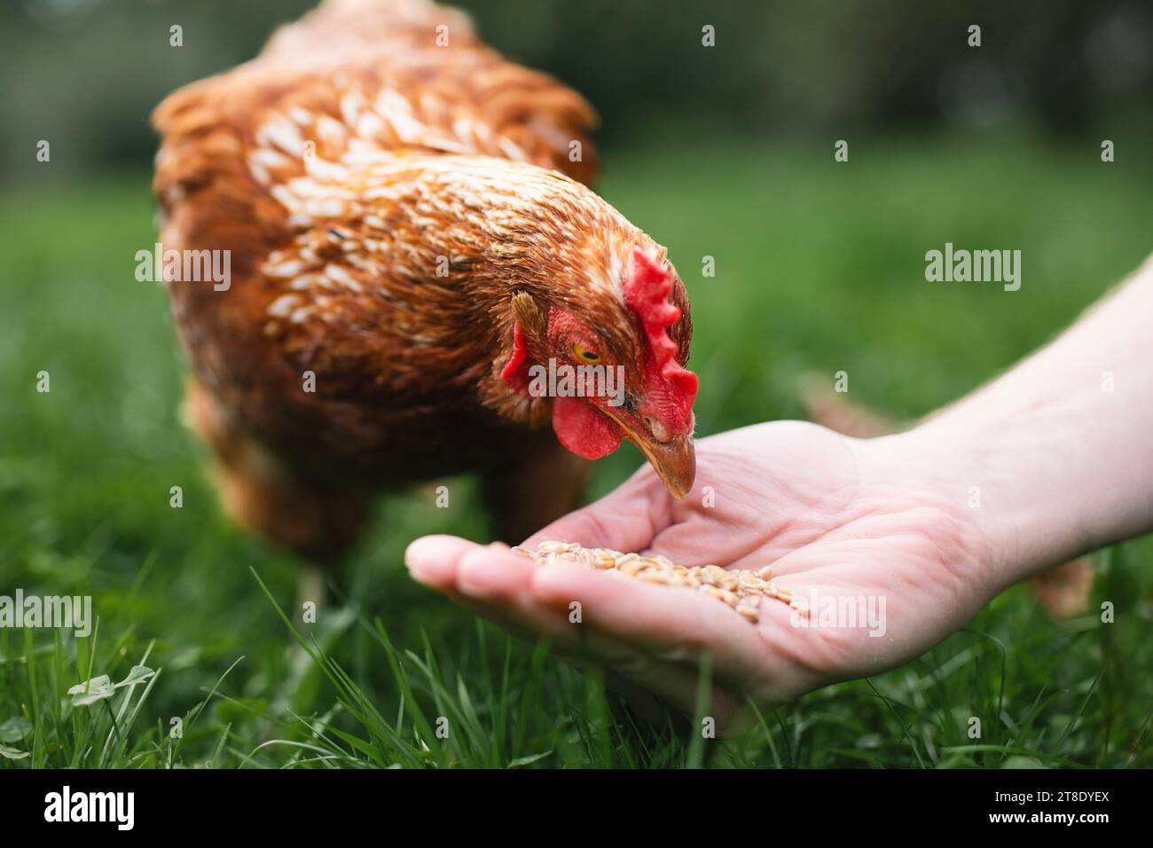 Farmer is feeding hen from hand. Chicken pecking grains from hand of ...