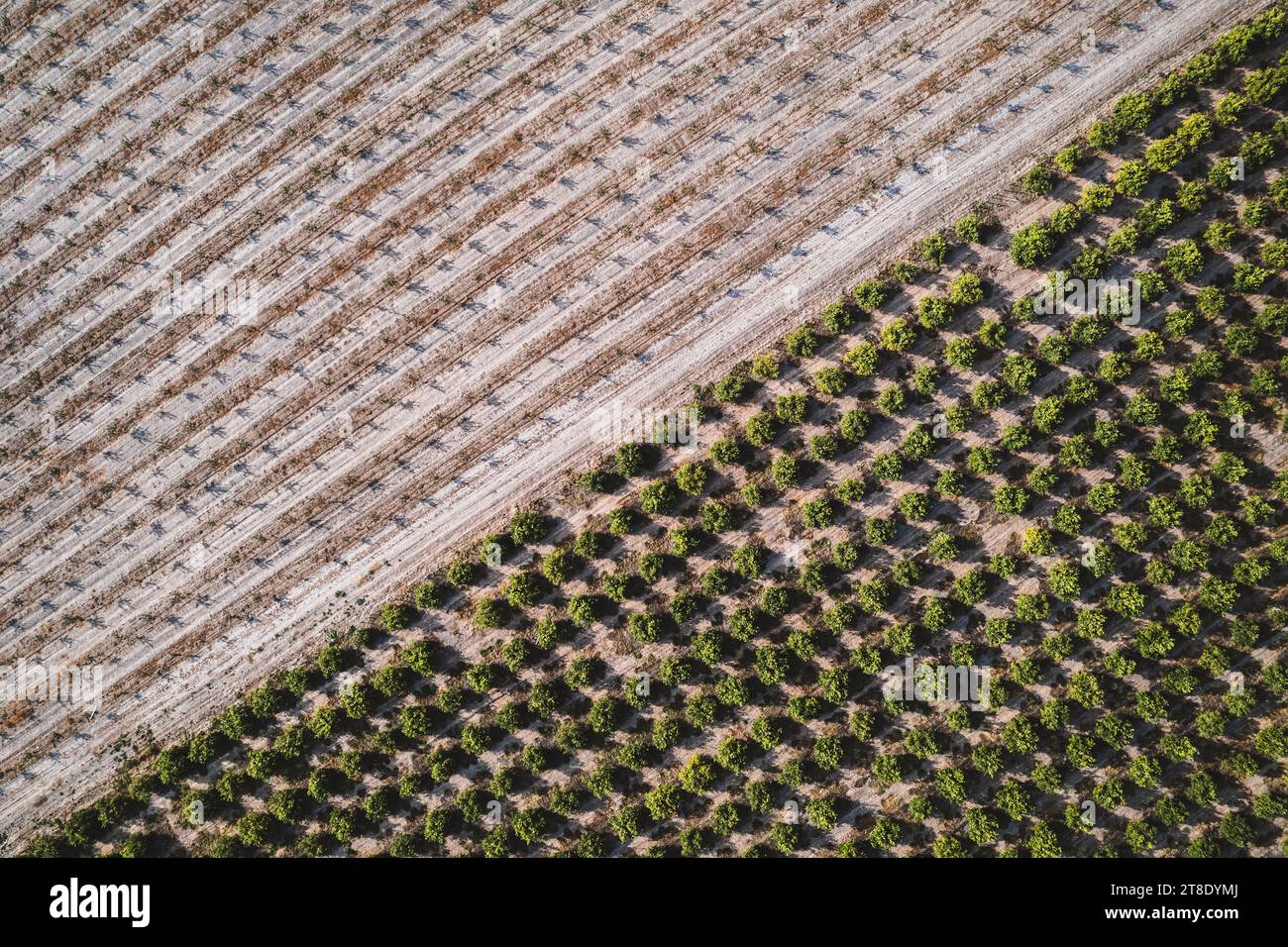 Old and new citrus trees on industrial fruit farm, California Stock ...