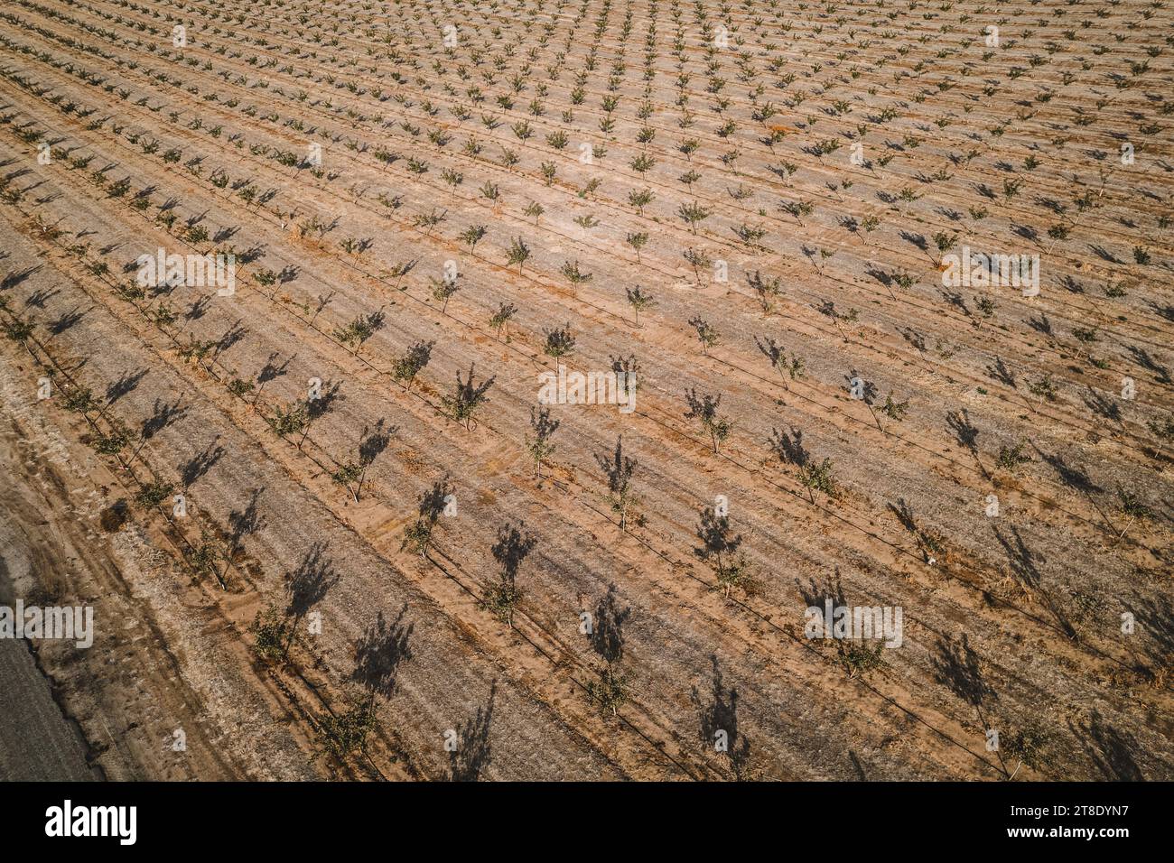Aerial view of young fruit trees in farm field, California Stock Photo ...
