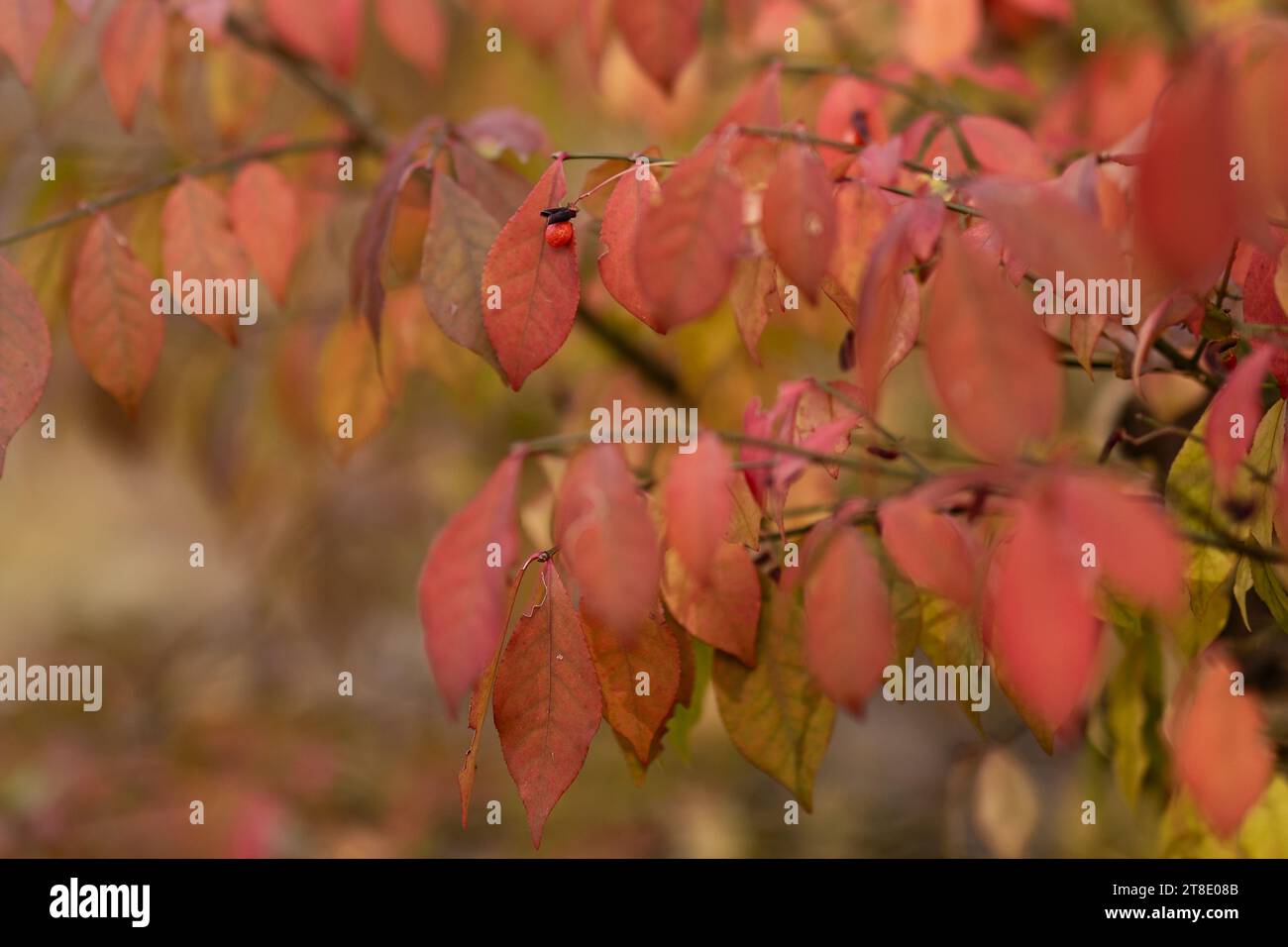 Orange holly berries hi-res stock photography and images - Alamy