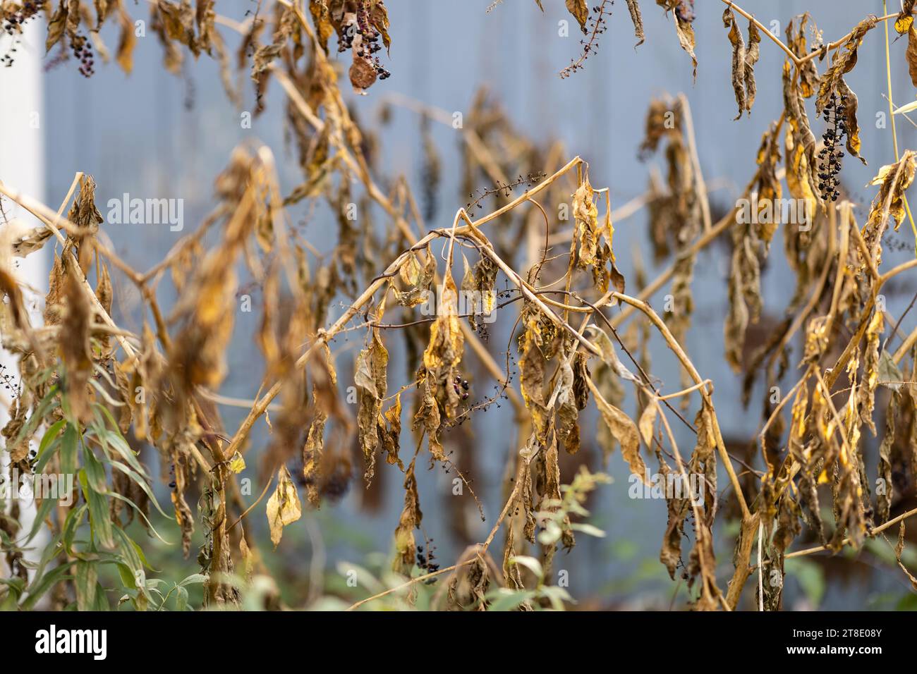 Close up of Withering plant leaves against blue backdrop Stock Photo ...