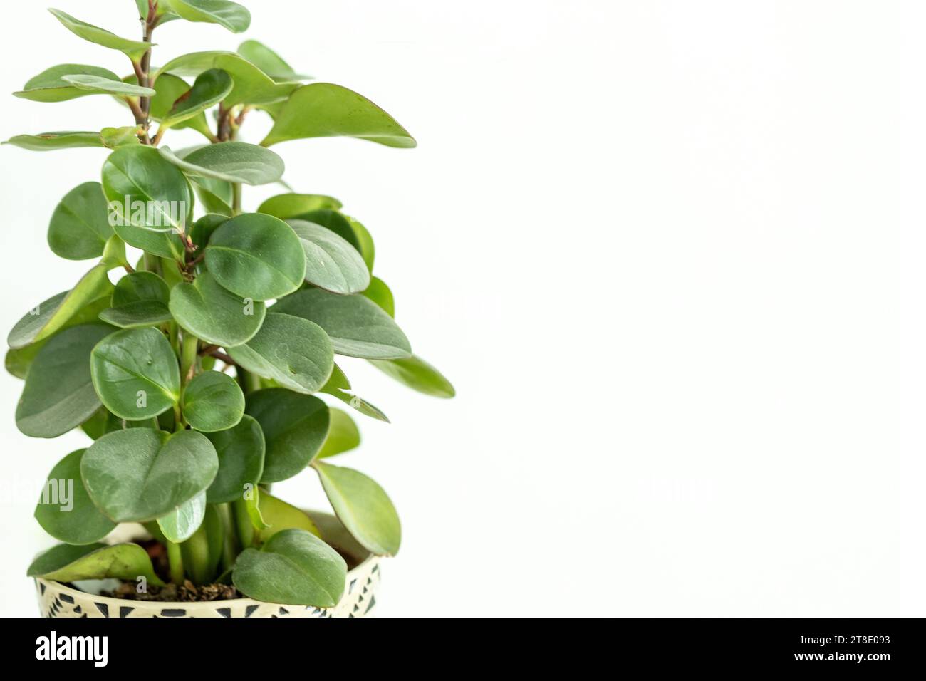 Close up photo of house plant with white negative space Stock Photo - Alamy