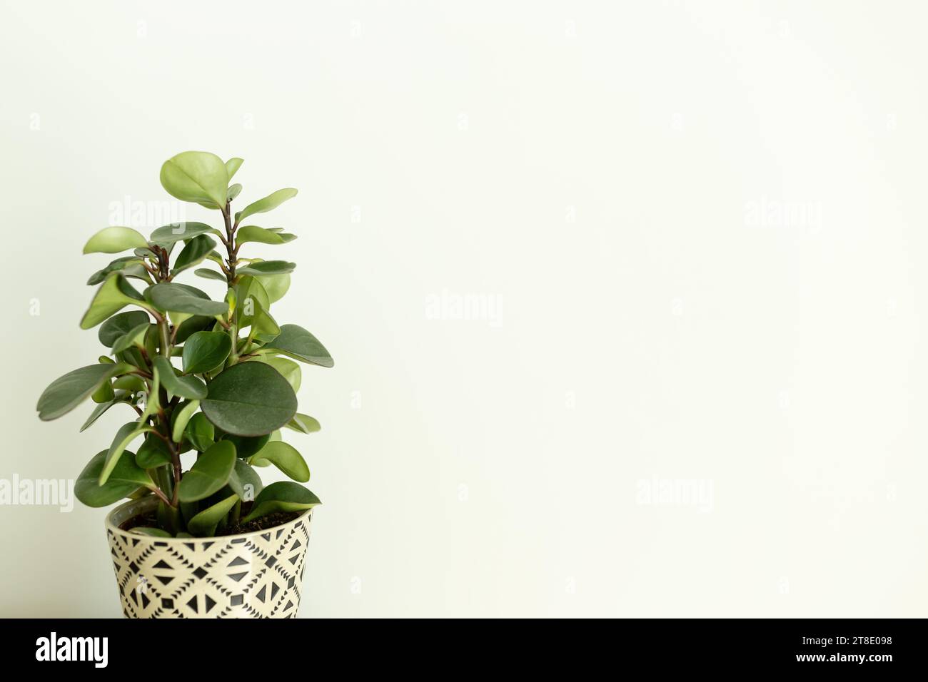 House plant against white wall creating negative space Stock Photo - Alamy