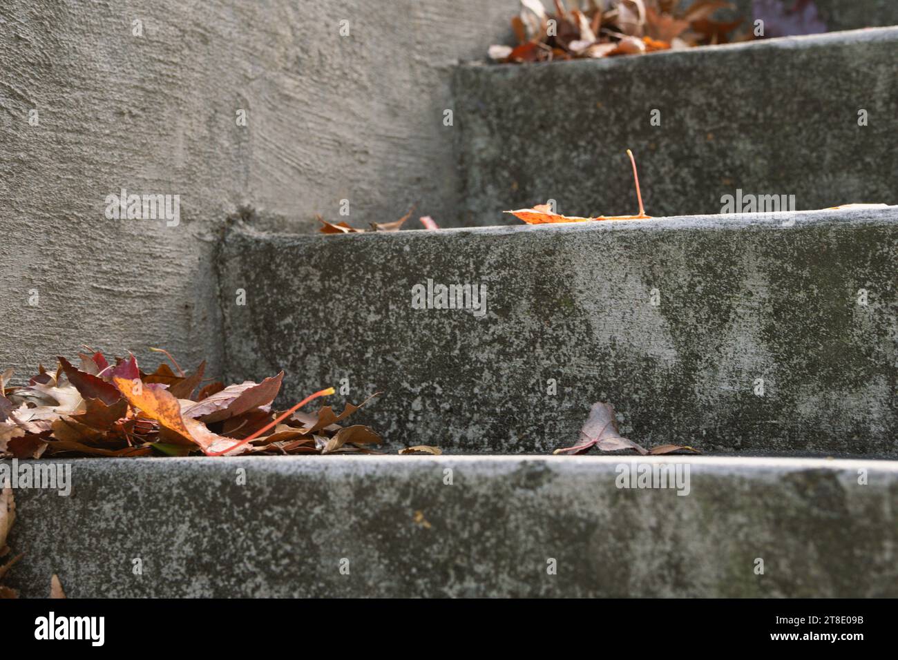 Leaves on concrete in hi-res stock photography and images - Alamy