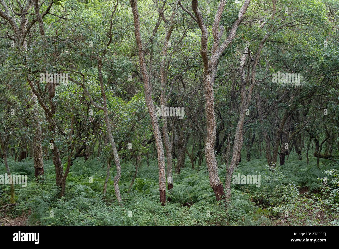 Cork Oak (Quercus suber) forest, Portugal Stock Photo - Alamy