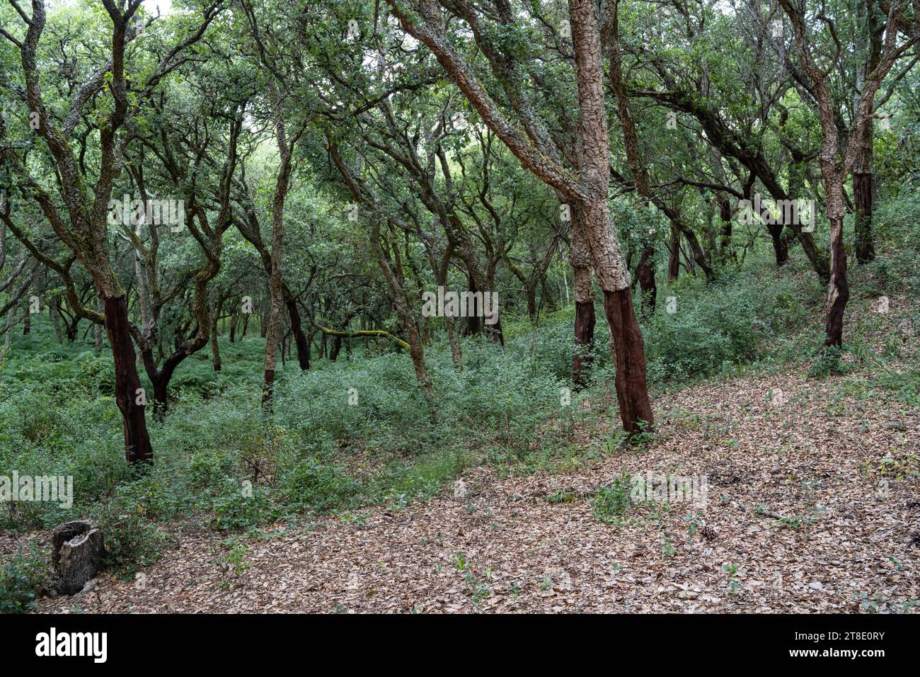Cork Oak (Quercus suber) forest, Portugal Stock Photo - Alamy