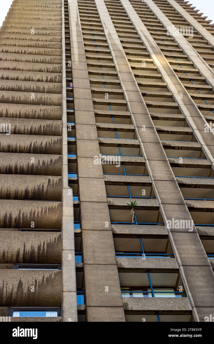 A single palm tree on the balcony of brutal architecture urban tower ...