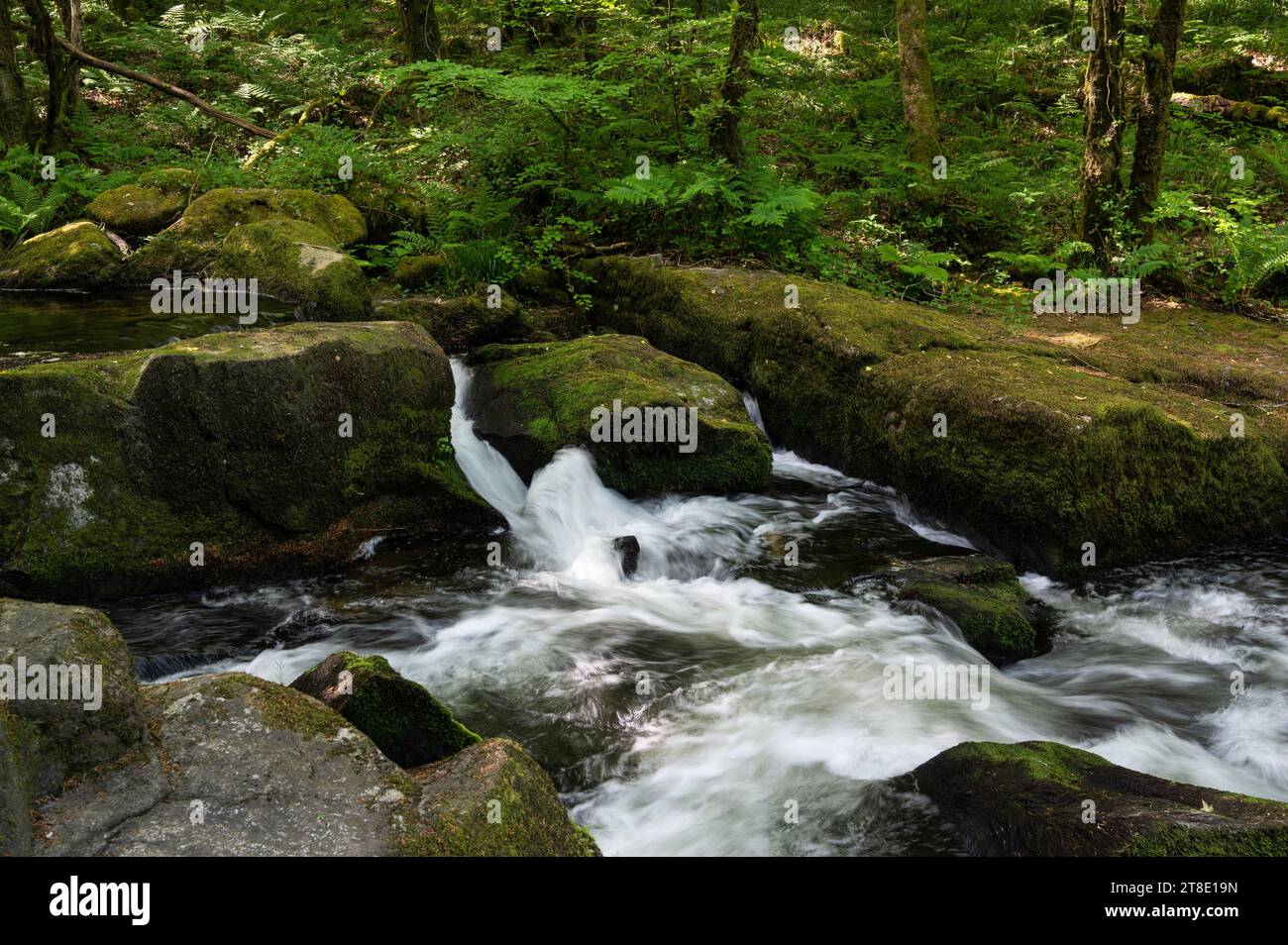 Golitha Falls National Nature Reserve. Cornwall, UK Stock Photo - Alamy