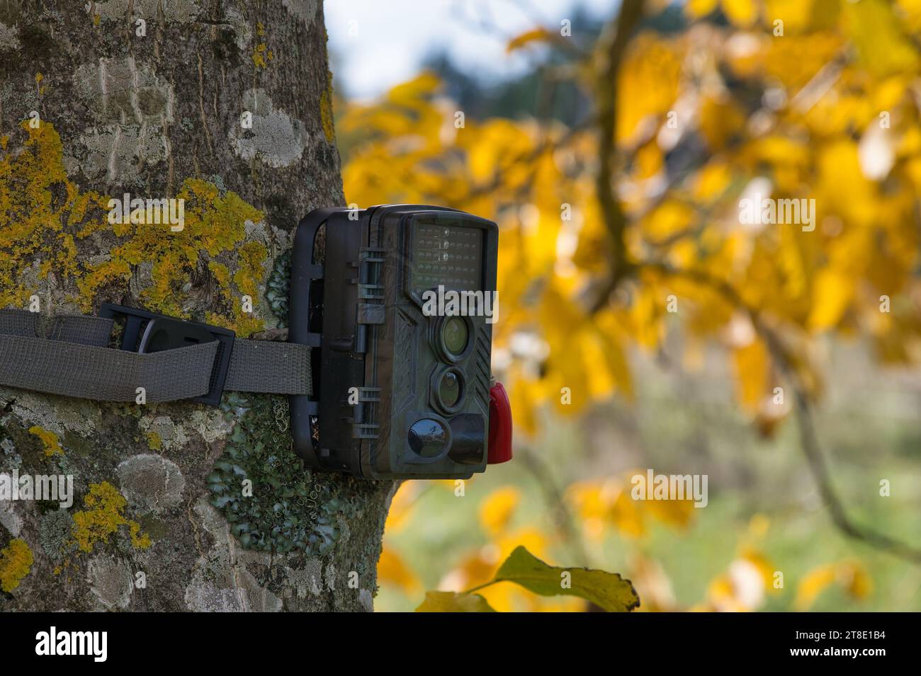 A camera trap mounted on a tree trunk and secured with a combination ...