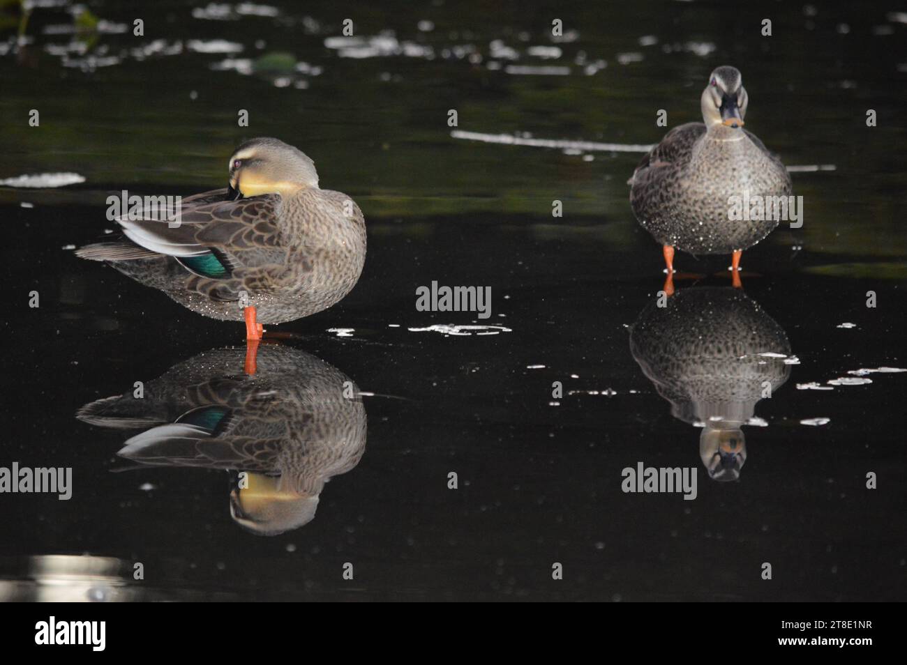 100 duckish whimsies pondside parables hi-res stock photography and images - Alamy