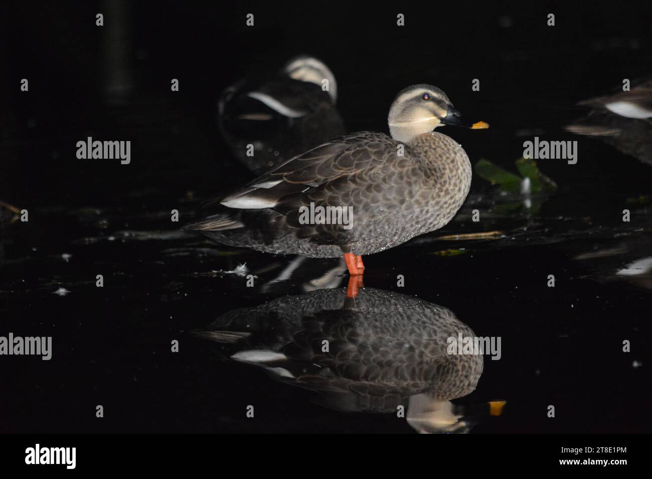 100 wetland stories duck symphony hi-res stock photography and images - Alamy