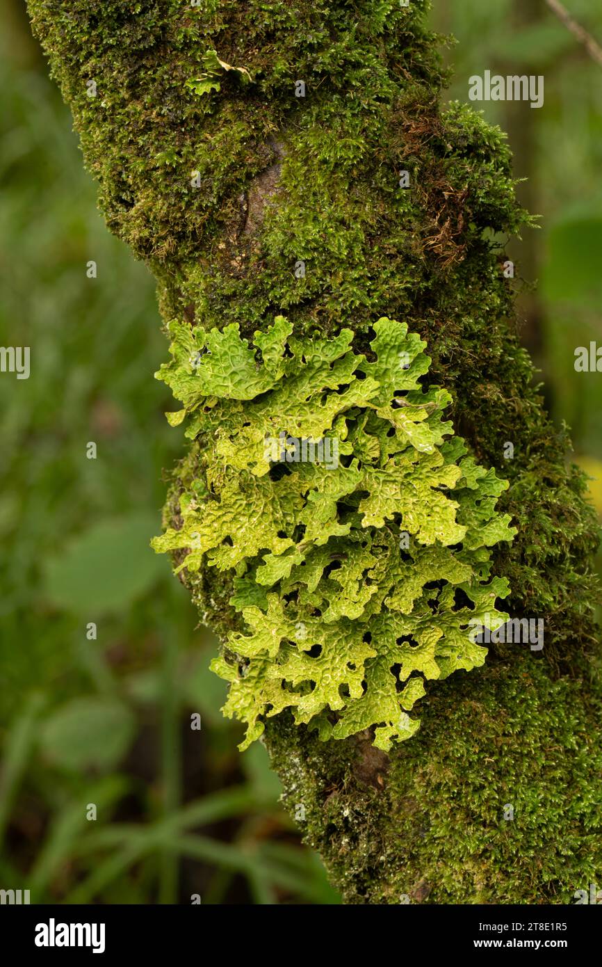 Tree Lungwort lichen: Lobaria pulmonaria. The Dizzard, Cornwall, UK ...