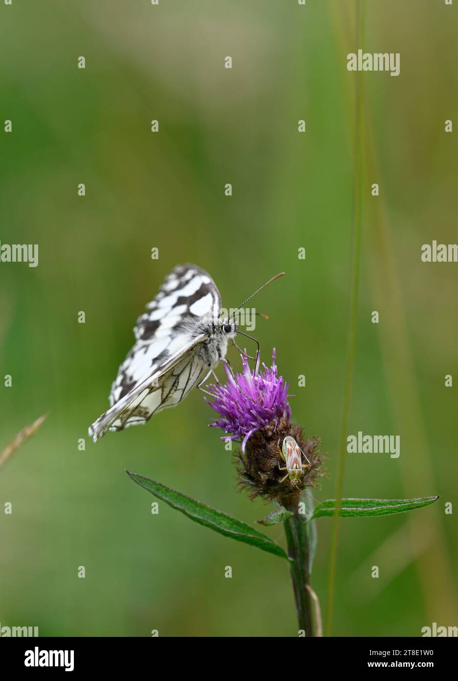 Marbled White Butterfly: Melanargia galathea. Surrey, UK. Note Shield ...
