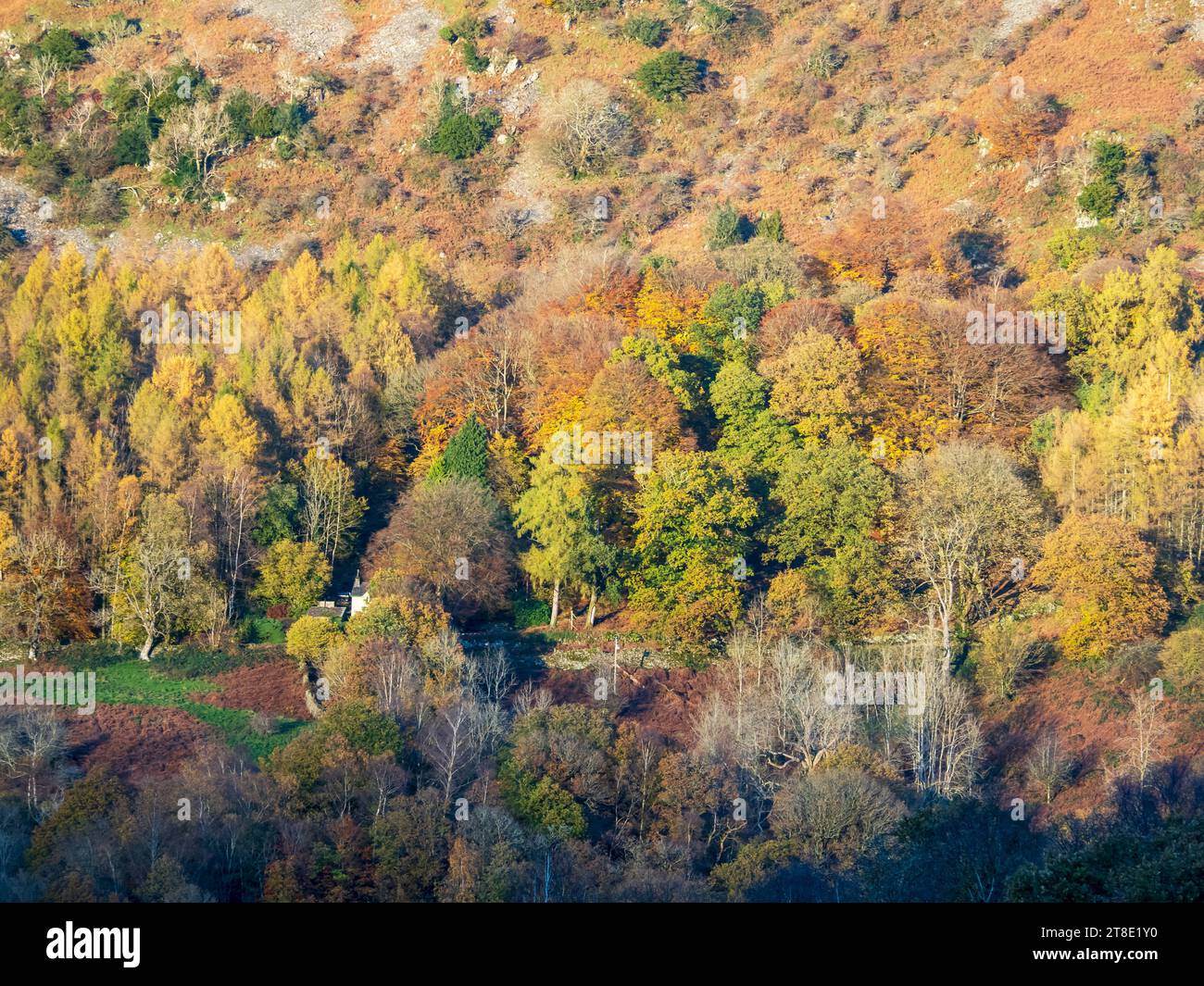 Autumn colours above Grasmere Lake District, UK Stock Photo - Alamy