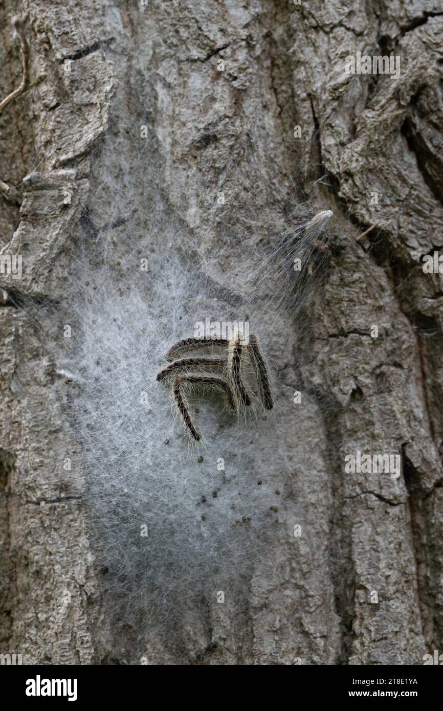 Oak Processionary Moth: Thaumetopoea processionea. Nest. Surrey, UK ...