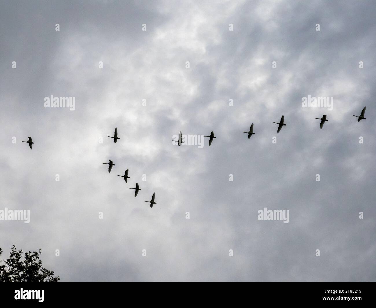 A flock of Whooper Swan, Cygnus cygnus flying in V formation over the ...