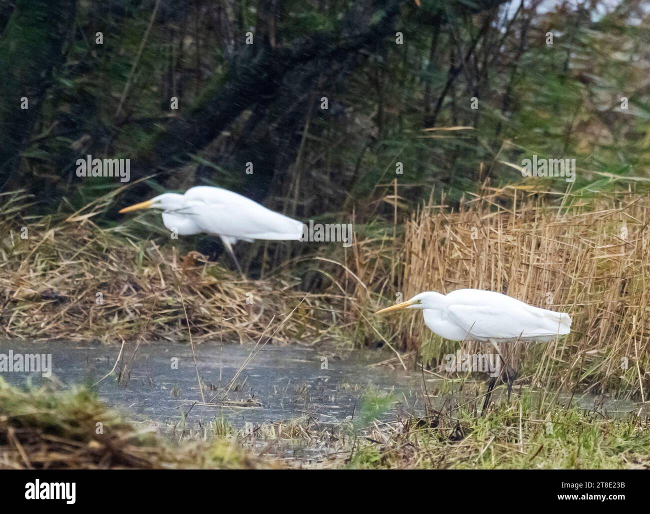 Great Egret, Ardea alba at Leighton Moss in Silverdale, Lancashire, UK ...