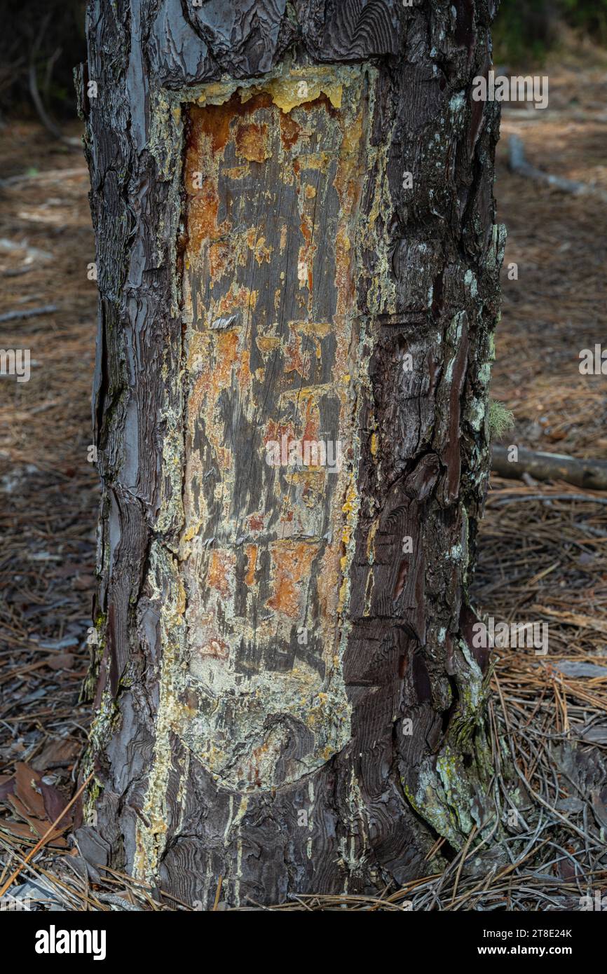 Maritime Pine (AKA Stone Pine) : Pinus pinea. Scar left by resin ...