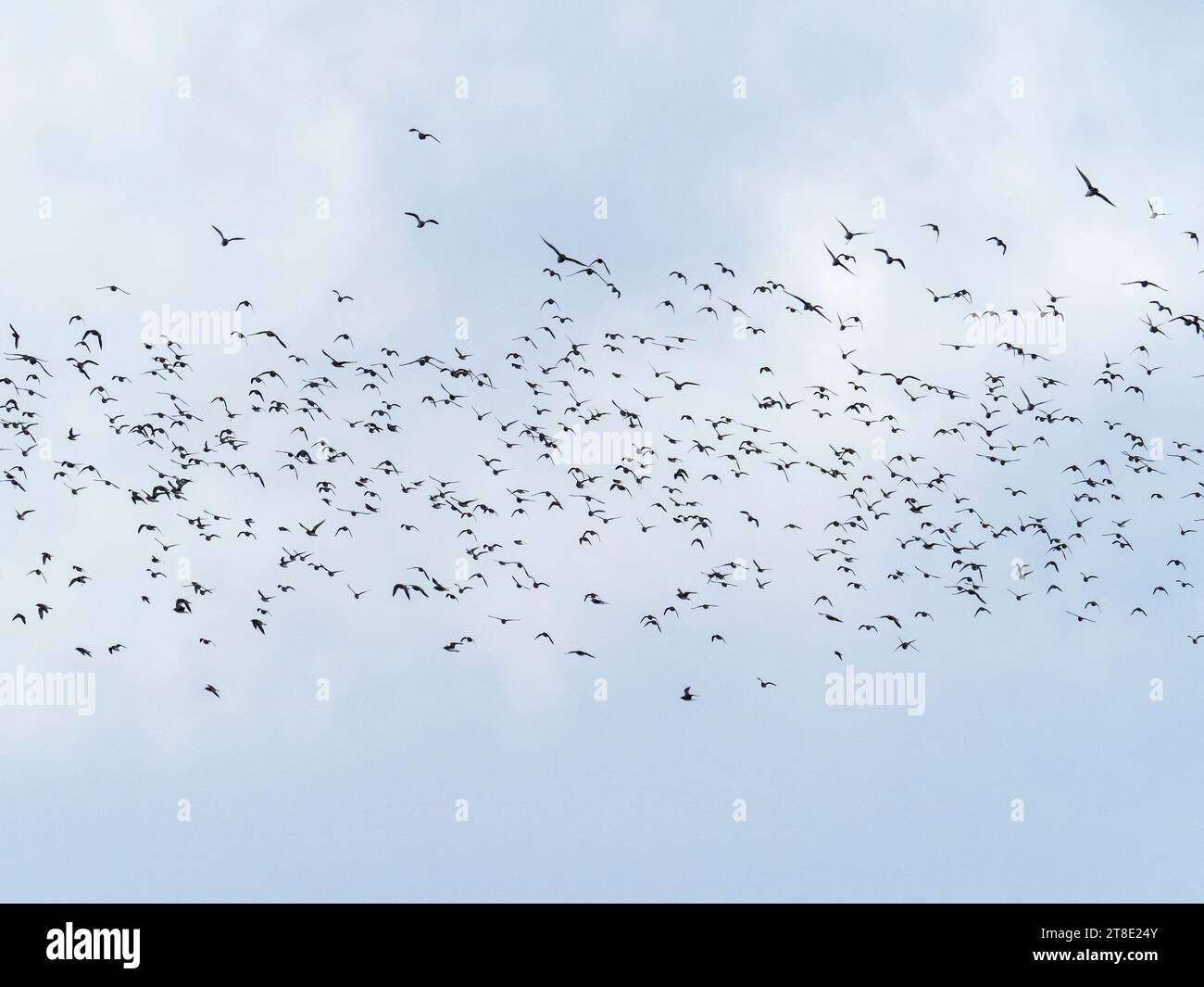 A flock of Grey Plover, Pluvialis squatarola, Dunlin, Calidris alpina ...