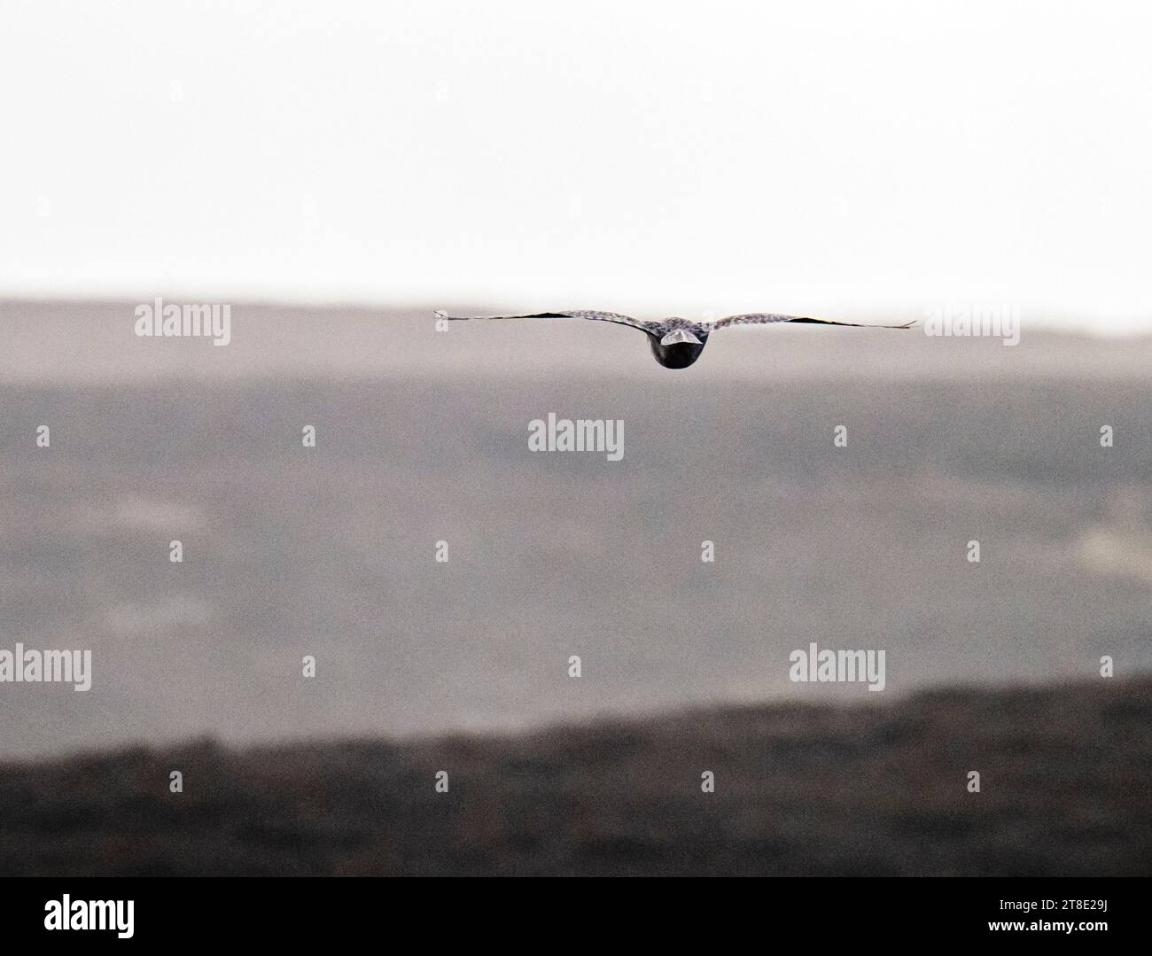 A Short Eared Owl, Asio flammeus flying in mist on moorland above ...