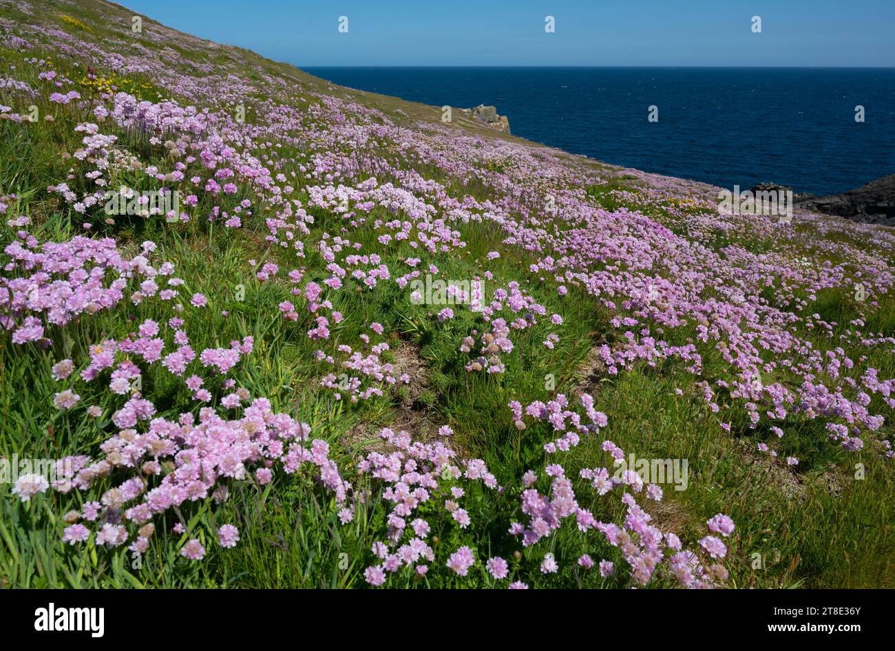 Thrift (Armeria maritima) Pentire Head, Cornwall, UK Stock Photo - Alamy