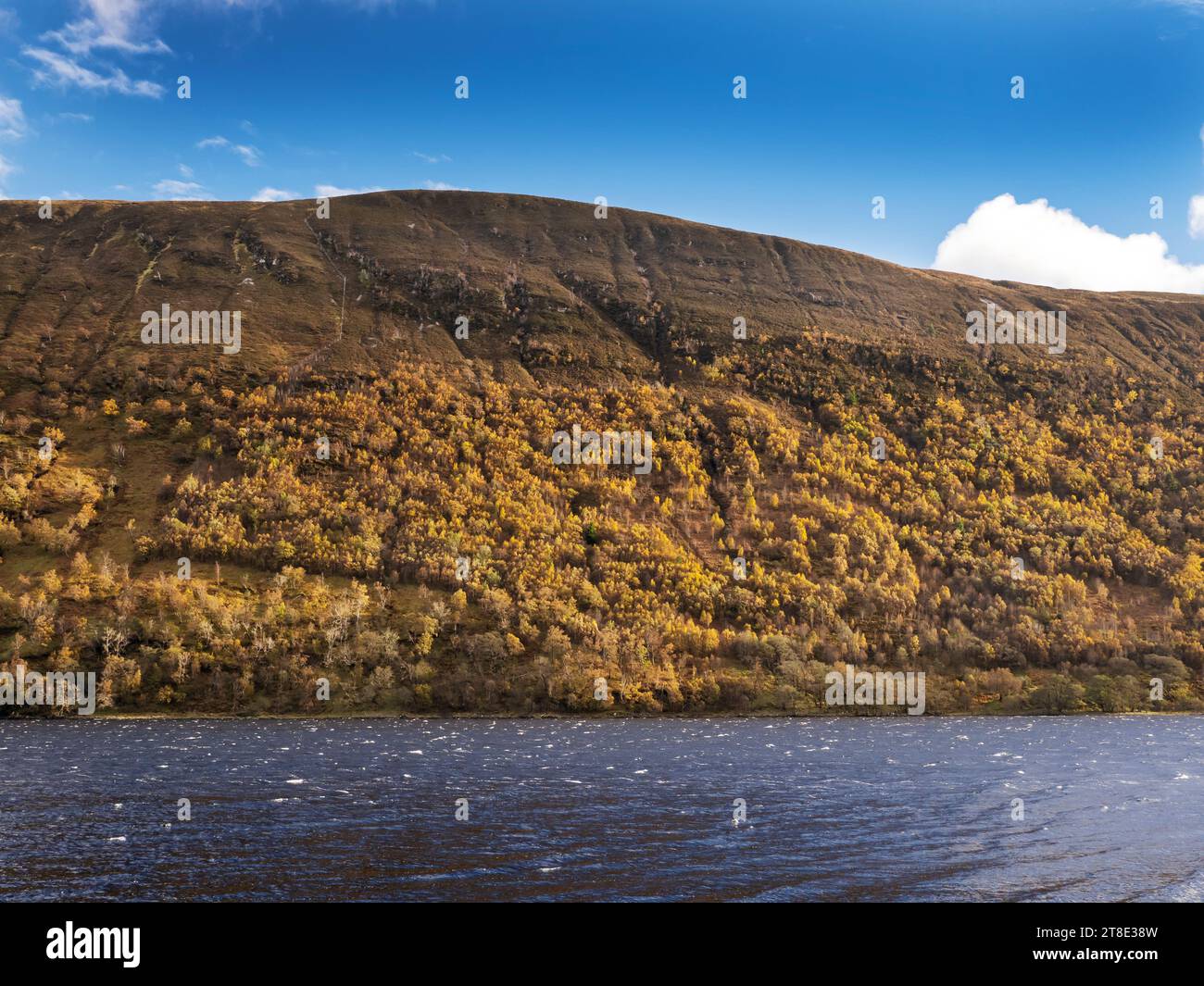 Fall colours in woodland above Loch Dughaill near Loch Carron, Scotland ...