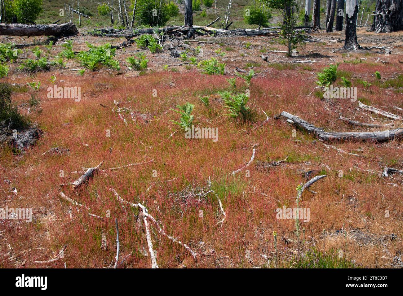 Re-growth of heathland vegetation follwing major fire three years ...