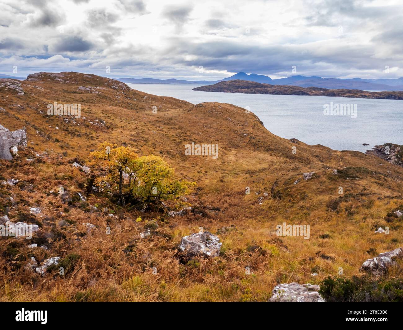 Lone oak tree scotland hi-res stock photography and images - Alamy