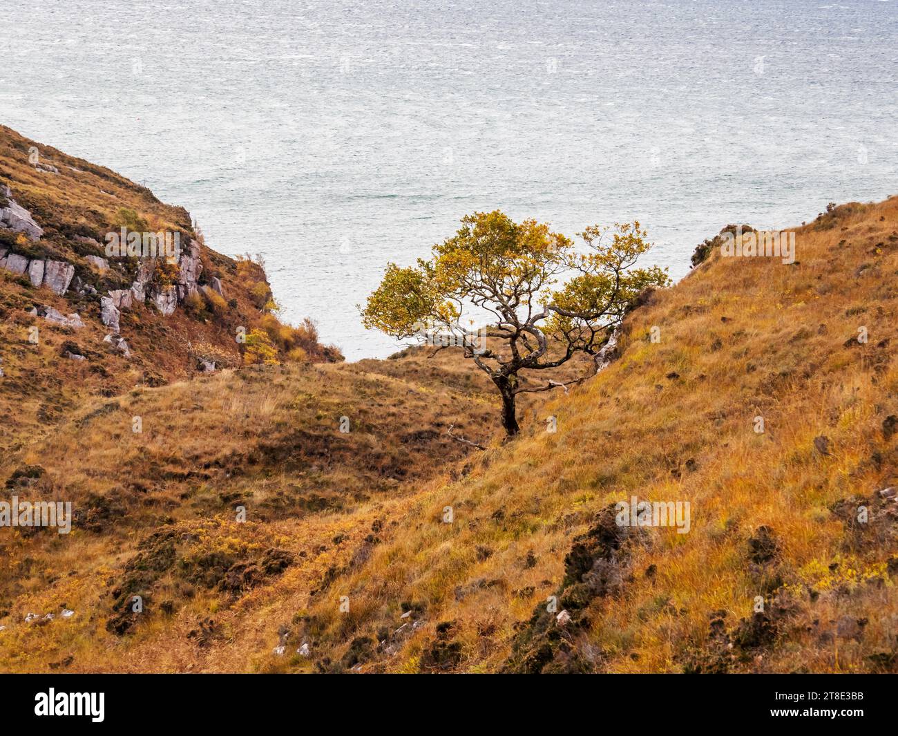 Lone oak tree scotland hi-res stock photography and images - Alamy