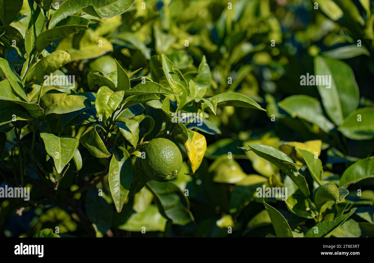 Italy lime harvest hi-res stock photography and images - Alamy