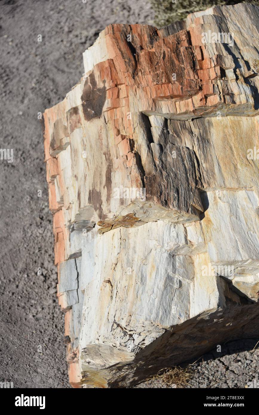 Petrified Forest National Park, AZ., USA. 10/17-18/2023. Crystal Forest ...