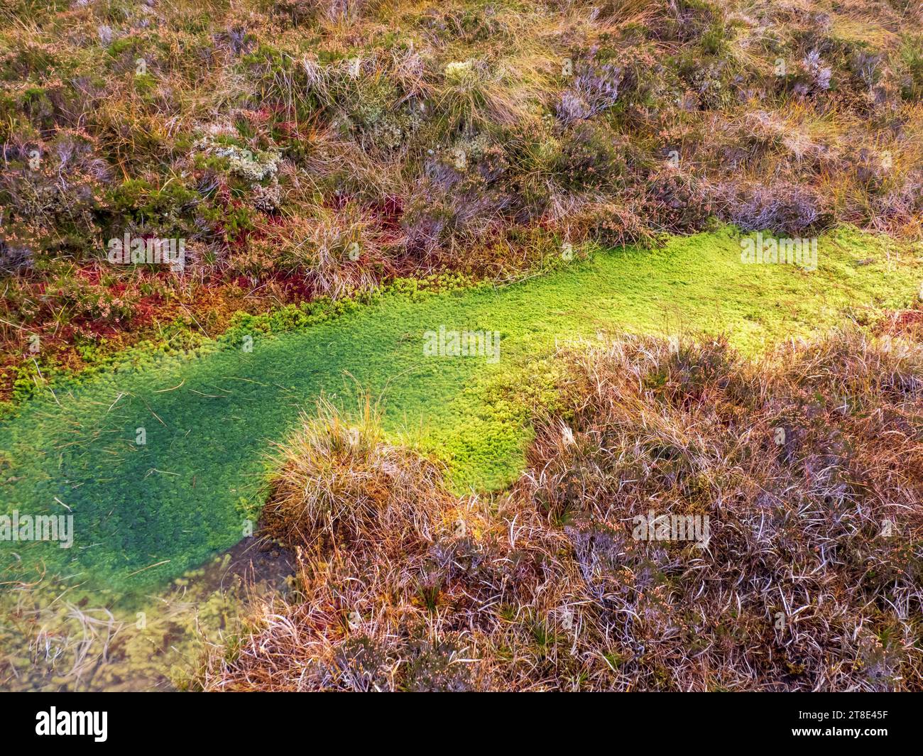 Sphagnum moss on moorland below Beinn Damh, Torridon, Scotland Stock Photo - Alamy