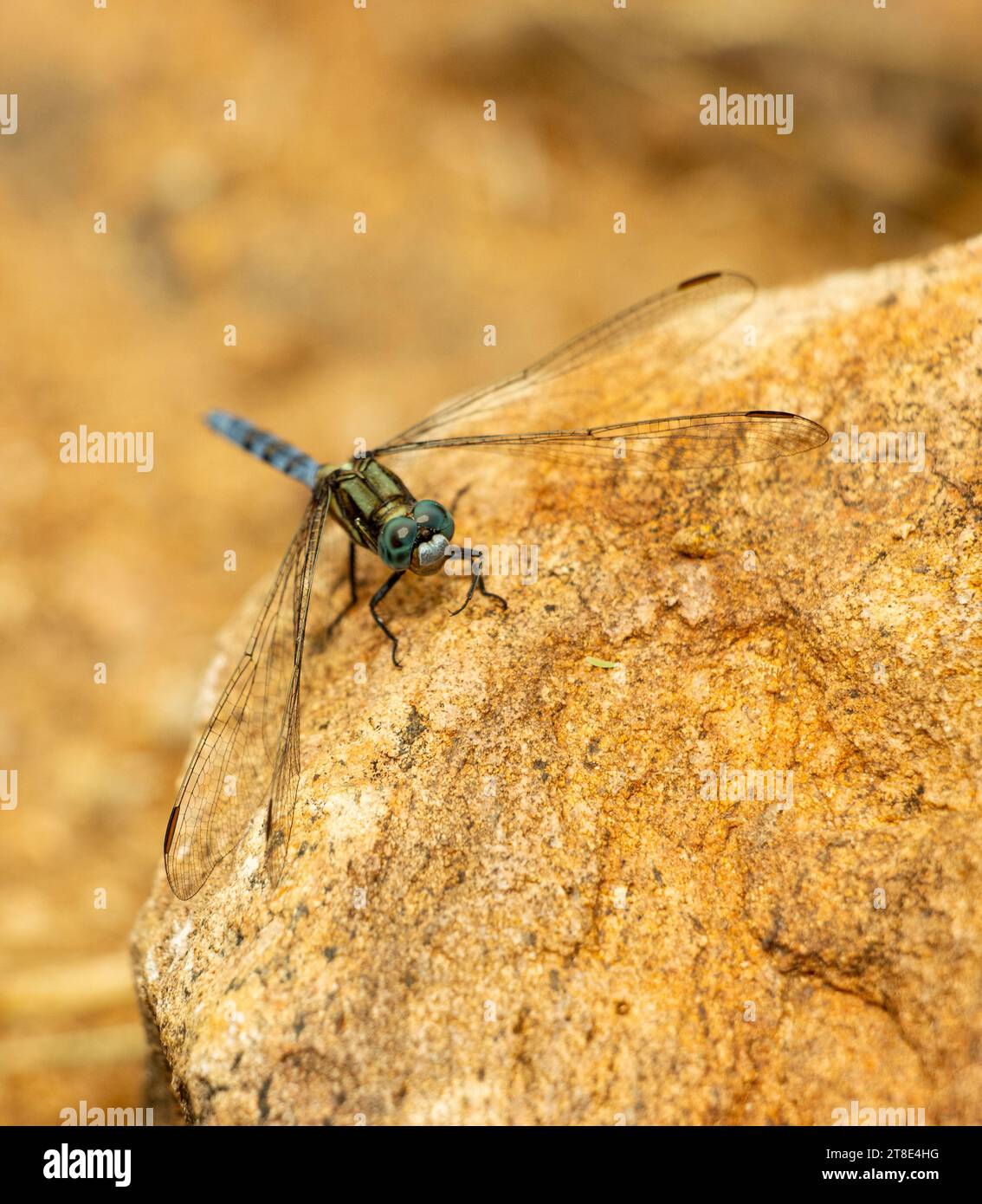 Jaunty position hi-res stock photography and images - Alamy
